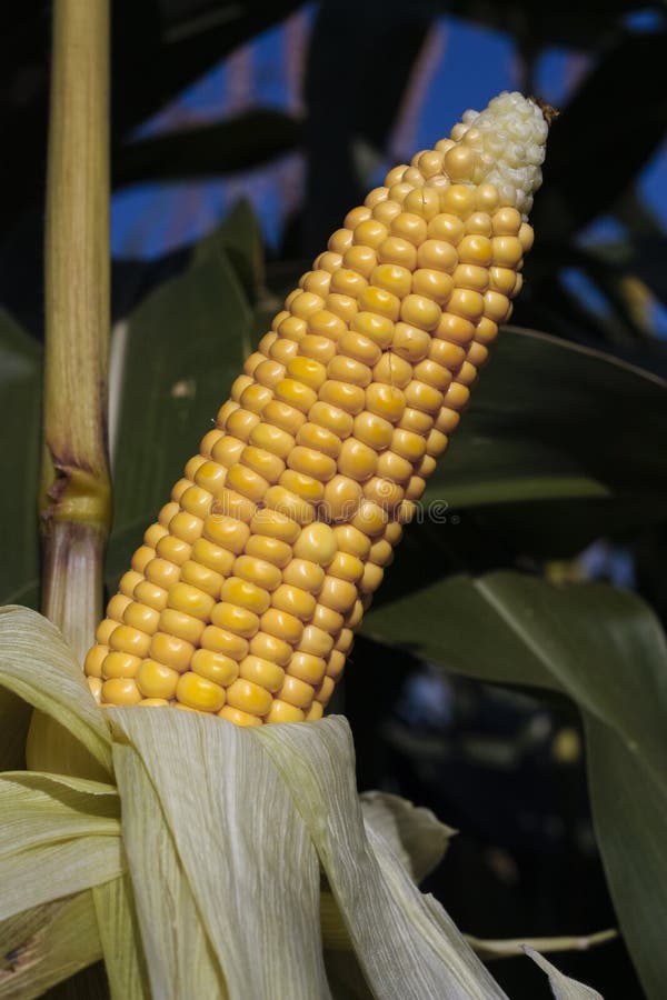 Ripe cornn plant stock image. Image of corn, agriculture - 72274615
