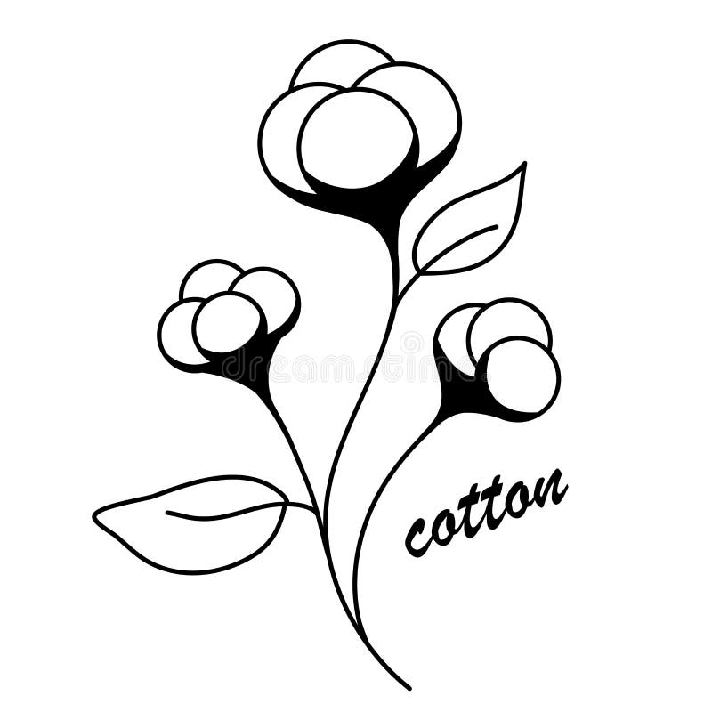 Ripe Cotton, White Cotton Boll Organic Shape, Simple Outline Object ...