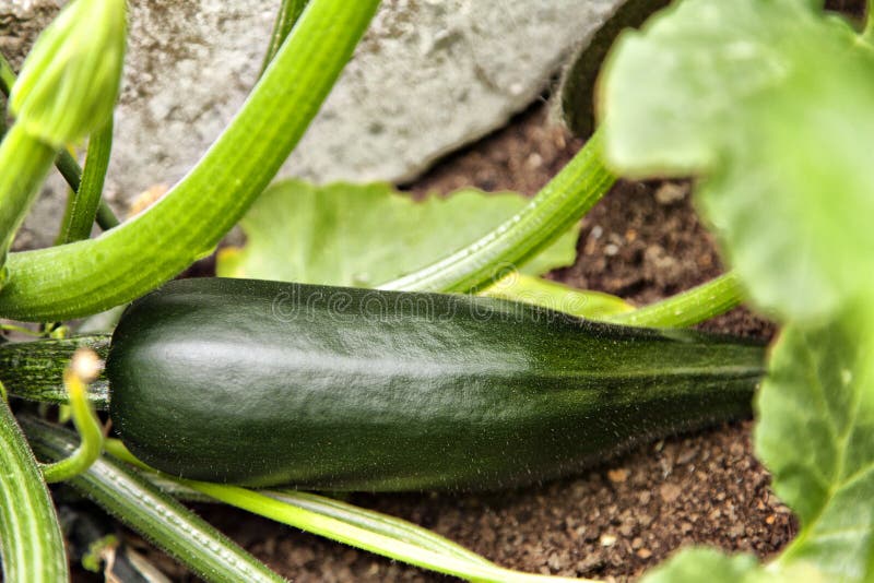 Marrow plant stock photo. Image of organic, marrow, healthy - 6670772