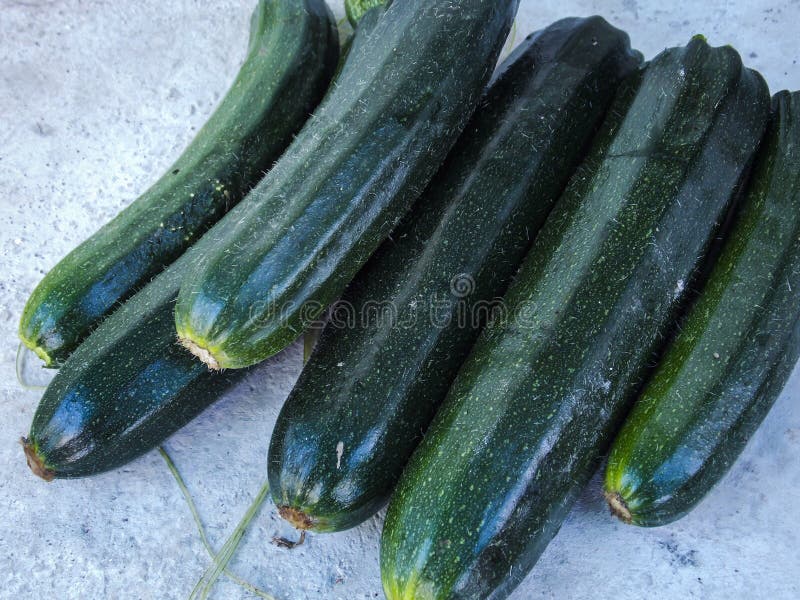 Ripe Courgette Zucchini Closeup Macro Stock Photo - Image of courgette ...