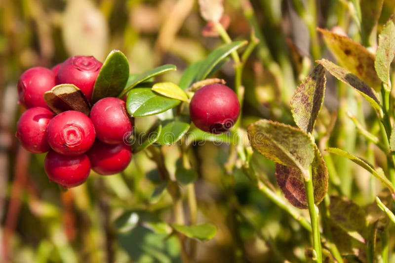 Ripe cowberry stock photo. Image of juicy, forest, large - 53403738