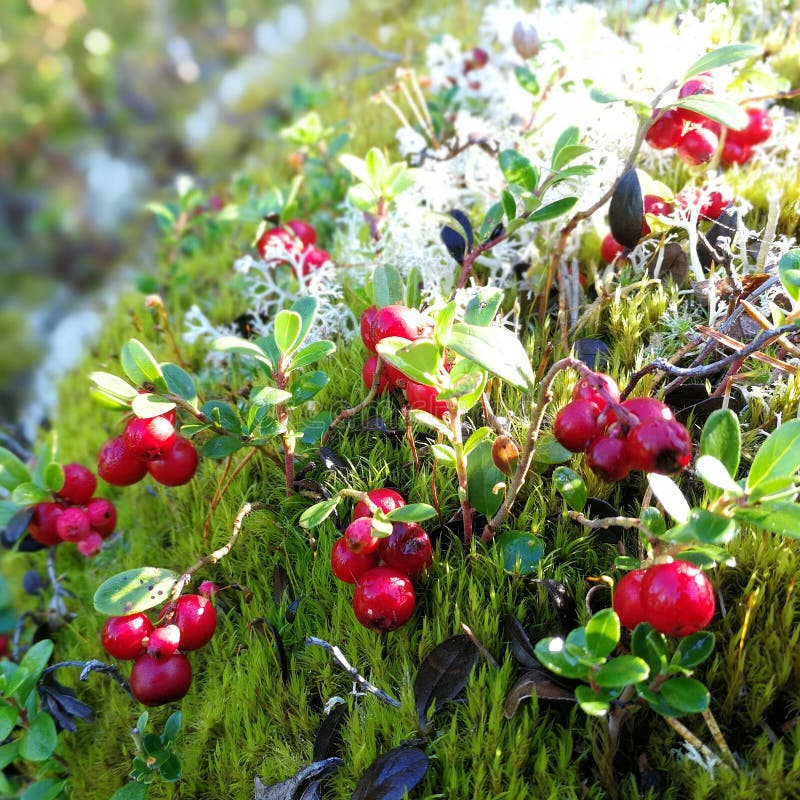 Cowberry stock photo. Image of healthy, green, macro - 99399496