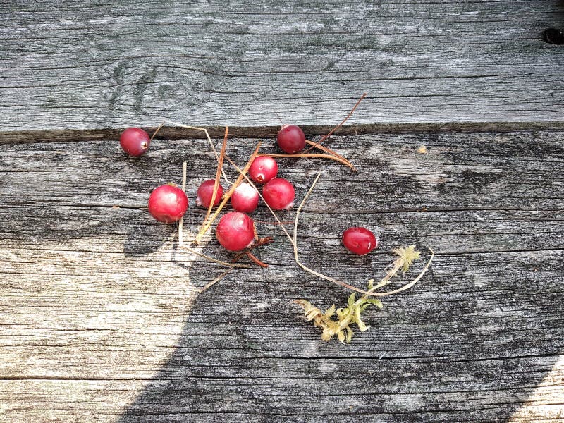 Ripe Cranberries on an Old Wooden Table Stock Photo - Image of autumn ...