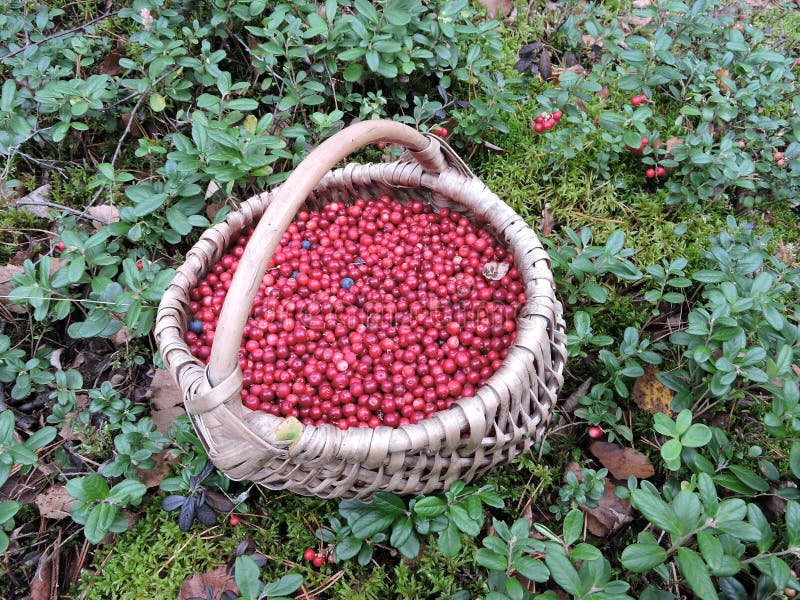 Ripe cranberries stock photo. Image of health, vitamin - 59844486