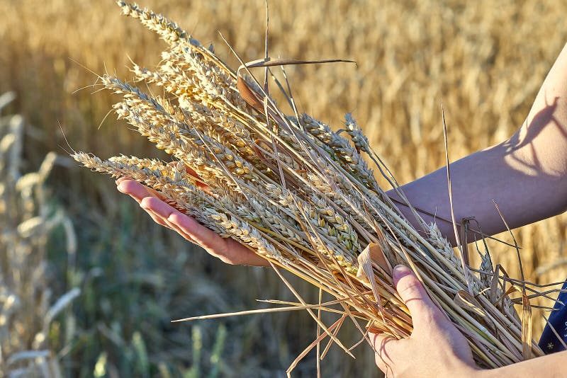 Ripe Crop in Hand Over Field Stock Image - Image of colored, people ...