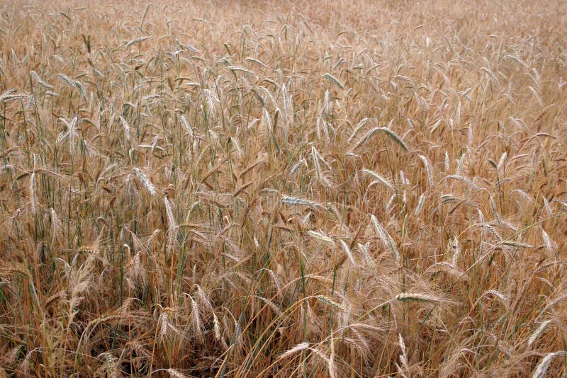 Ripe crops stock photo. Image of ripe, bread, grain, village - 192206
