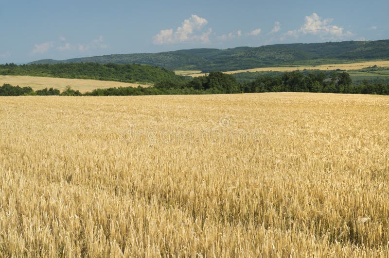 Ripe crops stock photo. Image of golden, food, field - 61776946