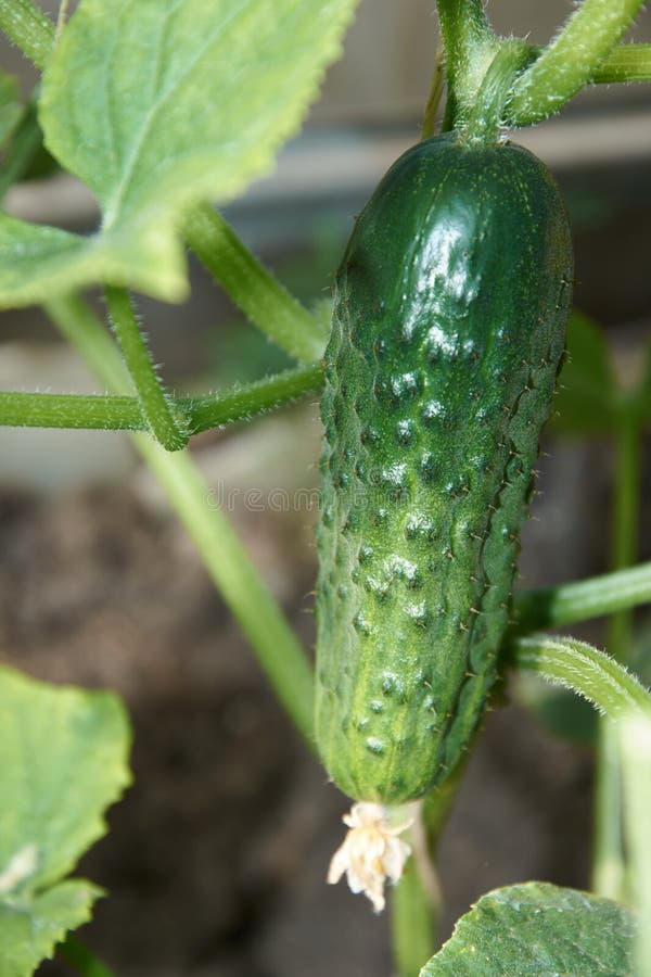 Ripe Cucumber Grows on the Plant Stock Photo - Image of growth ...