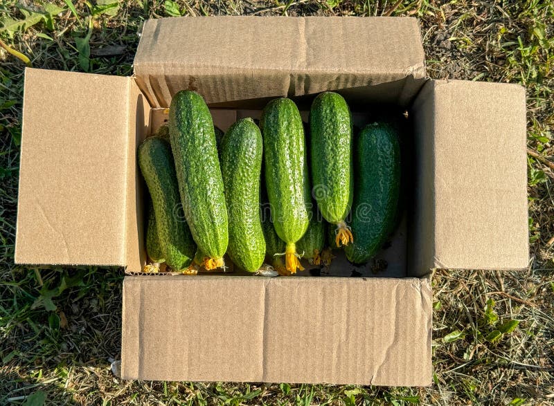 Ripe Cucumbers in a Cardboard Box in Nature Stock Image - Image of ...