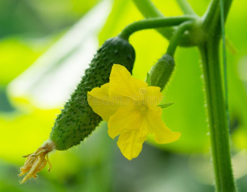 Ripe cucumbers on plant stock photo. Image of food, cultivation - 250676782