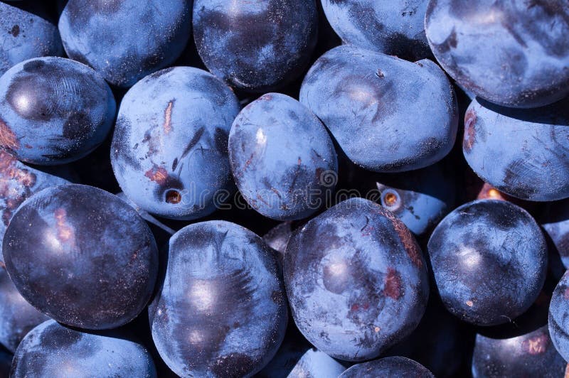 Ripe damson stock image. Image of purple, fruits, background - 76349599