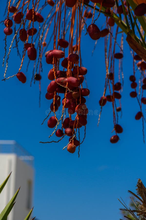 Ripe Dates (date Fruit) Ready To Be Collected Stock Image - Image of ...