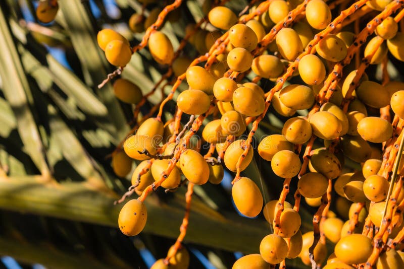 Ripe Dates Stock Photos - Download 3,919 Royalty Free Photos