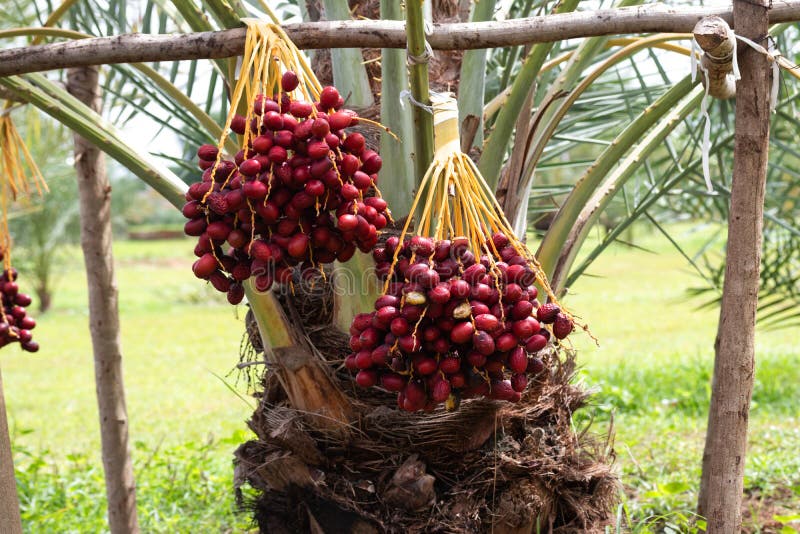 Ripe Dates Palm Fruit with Branches Stock Photo - Image of dates ...