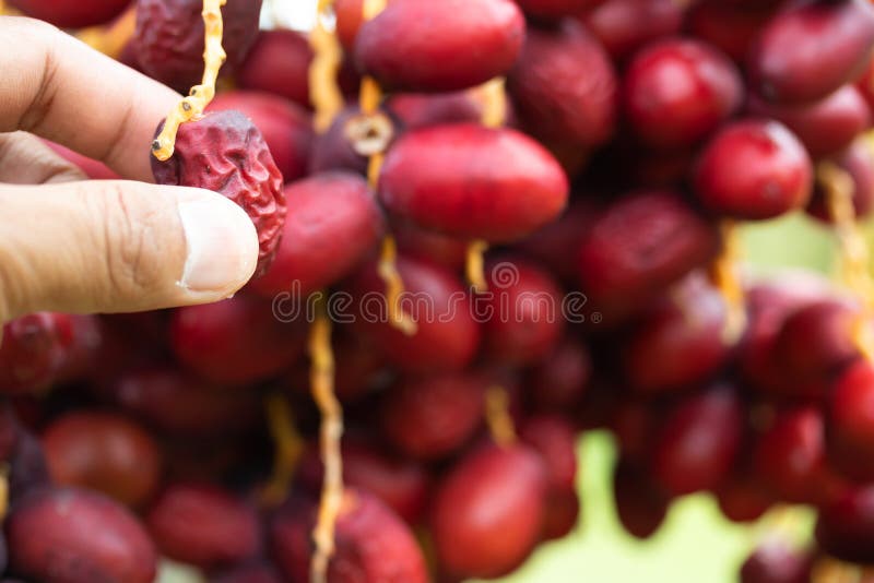 Ripe Dates Palm Fruit with Branches on Dates Palm Tree Stock Image ...