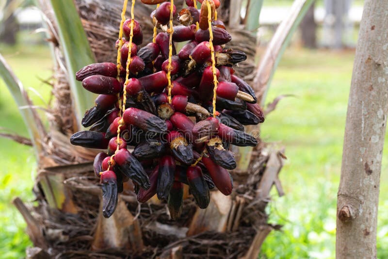 Ripe Dates Palm Fruit with Branches on Dates Palm Tree Stock Photo ...