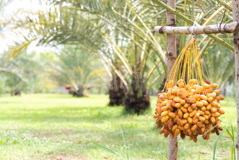 Ripe Dates Palm Fruit with Branches Stock Photo - Image of fiber, fruit ...