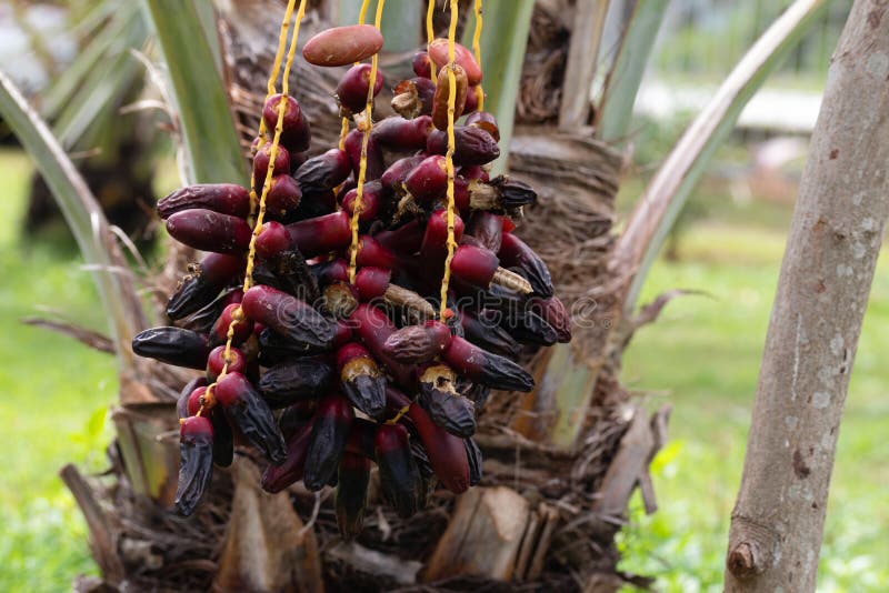 Ripe Dates Palm Fruit with Branches Stock Image - Image of dates, fresh ...
