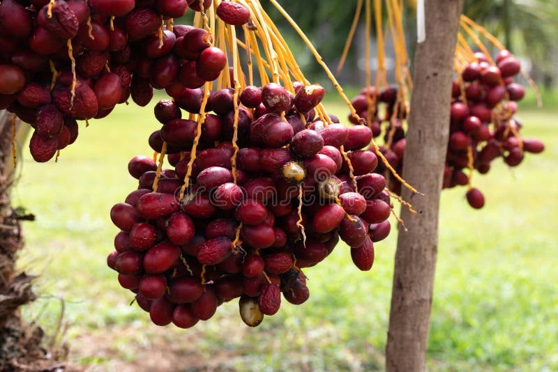 Ripe Dates Palm Fruit with Branches Stock Image - Image of fresh, palm ...