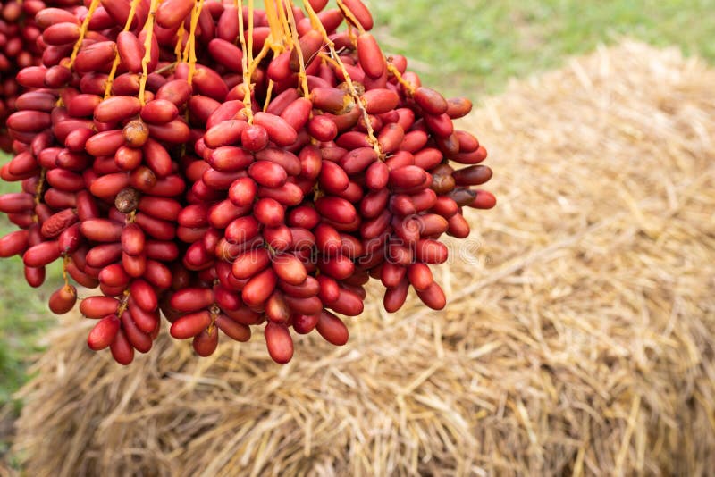 Ripe Dates Palm Fruit with Branches Stock Image - Image of natural ...