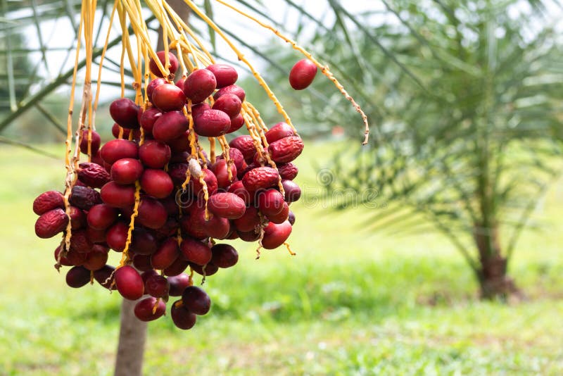 Ripe Dates Palm Fruit with Branches Stock Photo - Image of yellow, tree ...
