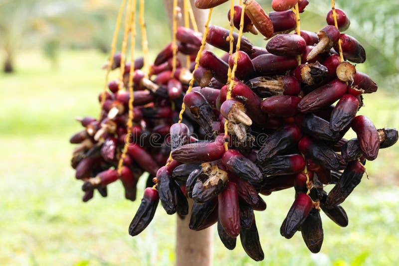 Ripe Dates Palm Fruit with Branches on Dates Palm Tree Stock Image ...