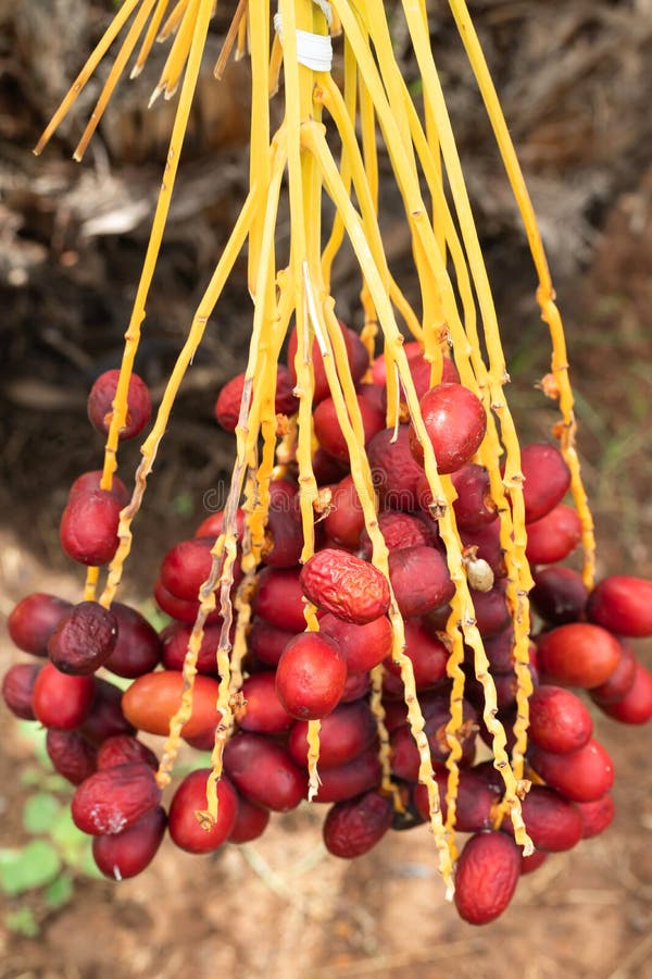 Ripe Dates Palm Fruit With Branches On Dates Palm Tree Stock Photo ...