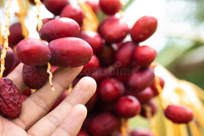 Ripe Dates Palm Fruit with Branches on Dates Palm Tree Stock Image ...