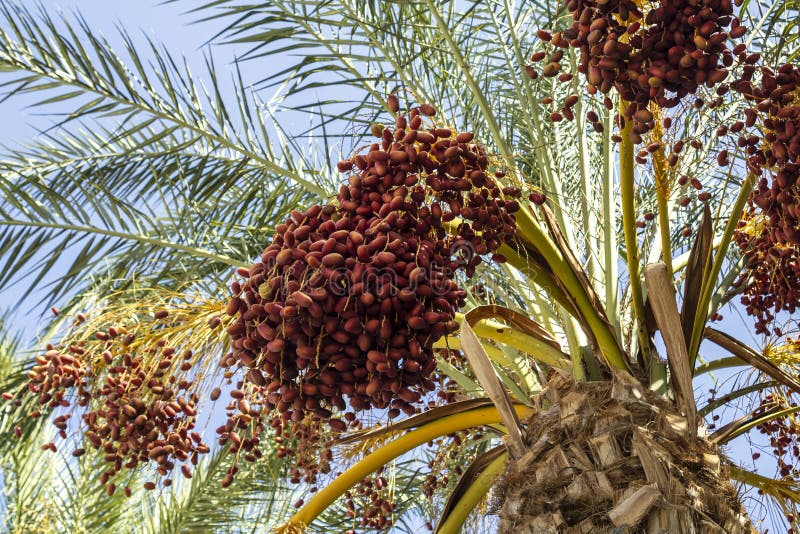 Ripe dates on palm tree stock photo. Image of healthy - 231231808