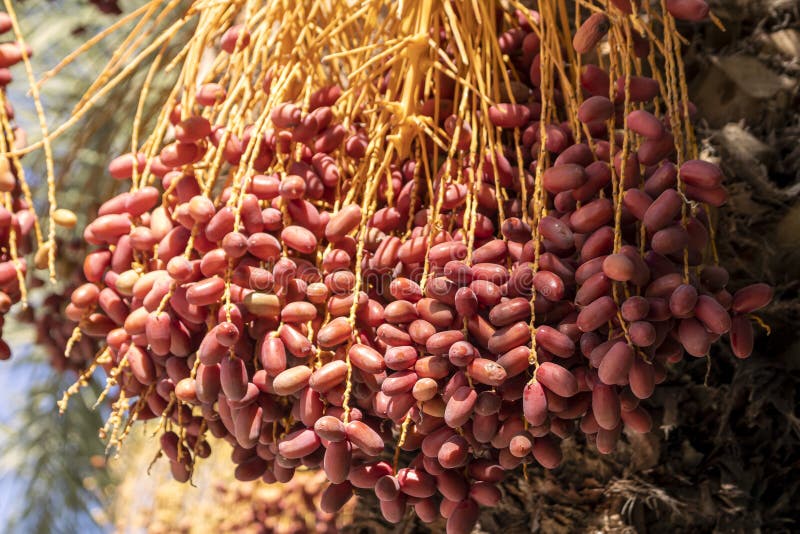 Ripe dates on palm tree stock photo. Image of ripe, summer - 230683900