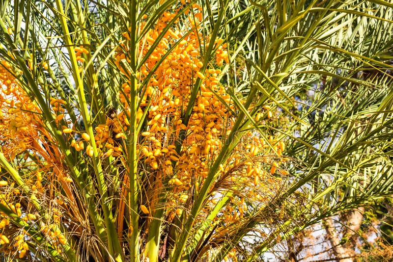 Ripe Dates on the Palm Tree Stock Image - Image of leaf, date: 91206683