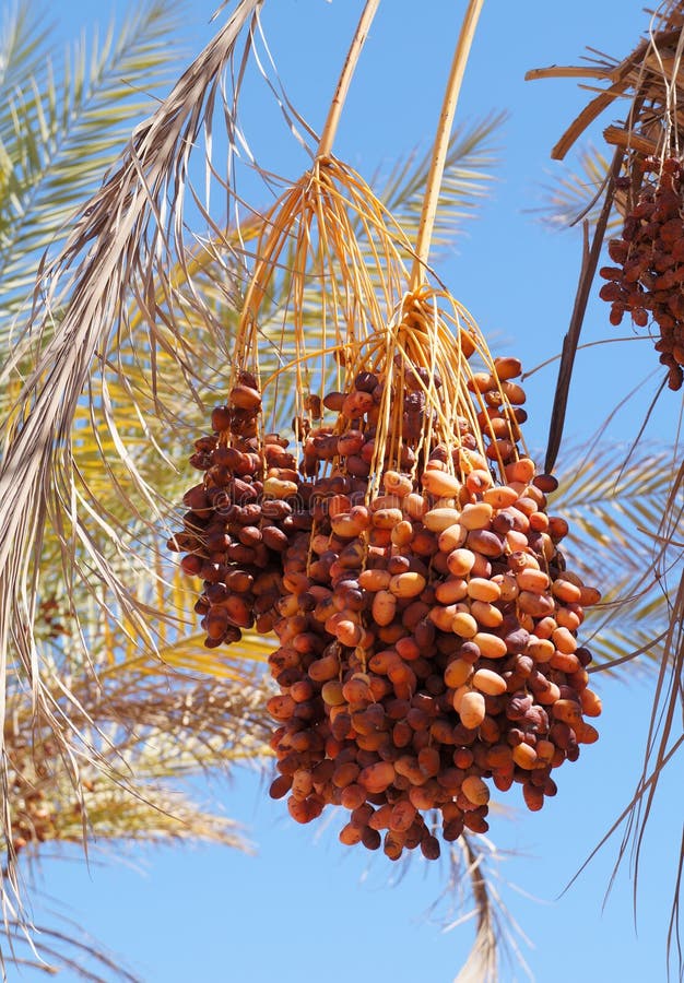 Ripe Dates on the Palm Tree Stock Image - Image of bahrain, food: 43147935
