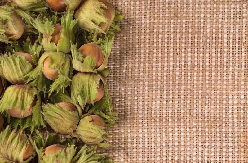 Ripe delicious filberts stock photo. Image of natural - 77948128