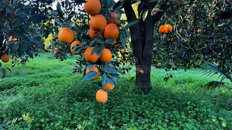 Ripe, Delicious Orange Fruit on a Branch in an Orange Grove Stock Photo ...