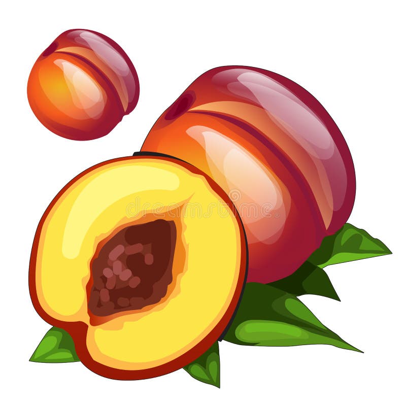 Ripe Delicious Round Brown Peach Stock Vector - Illustration of piece ...