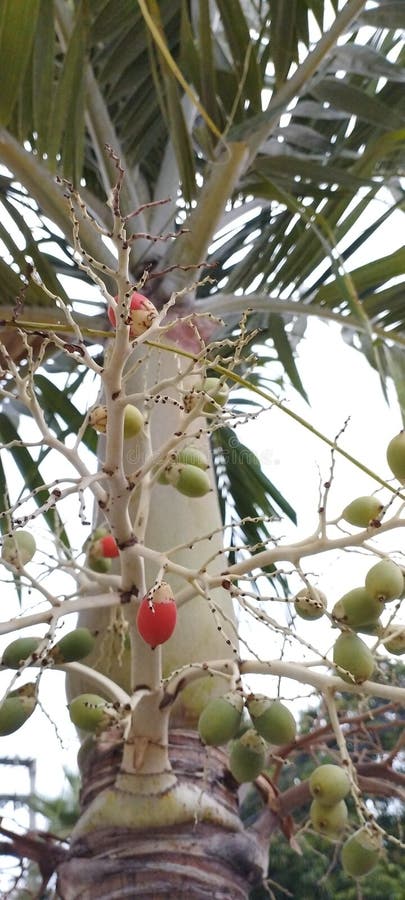Ripe and Developing Fruits of Palm Trees Present in Urban Afforestation ...