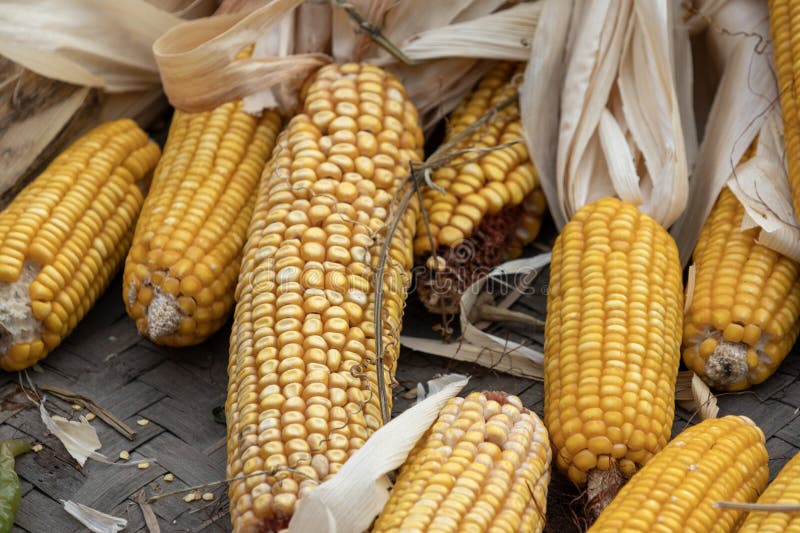 Ripe dried corn cobs stock image. Image of nutrition - 349791741