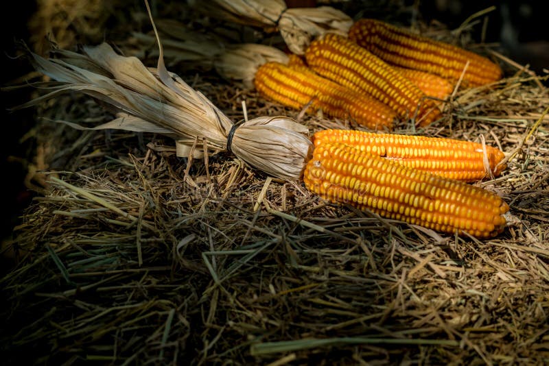 1,413 Dried Corn Straw Stock Photos - Free & Royalty-Free Stock Photos ...