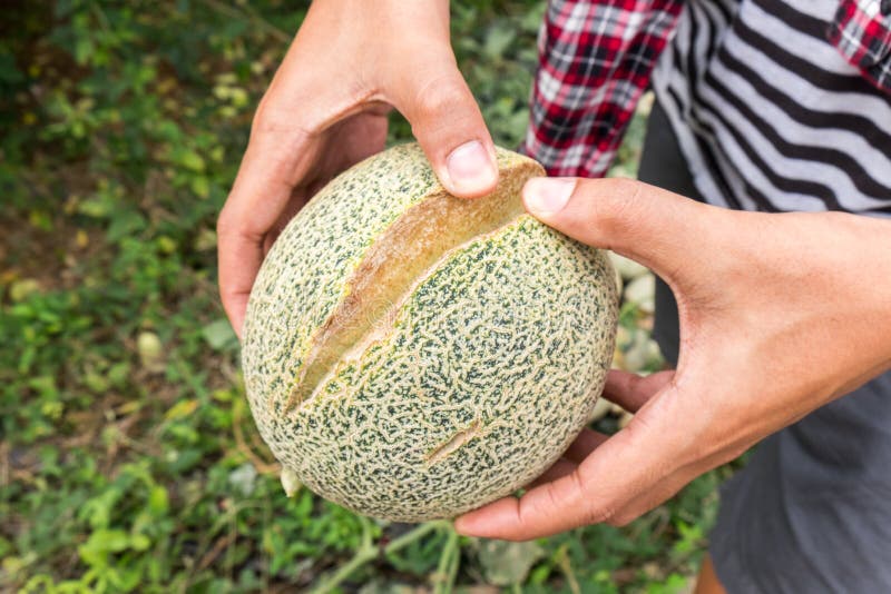 Ripe dry melon stock photo. Image of agriculture, holding - 60256584