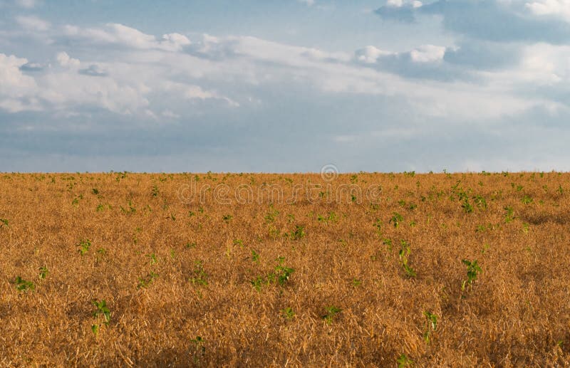 Ripe dry peas on the field stock photo. Image of seed - 250949570