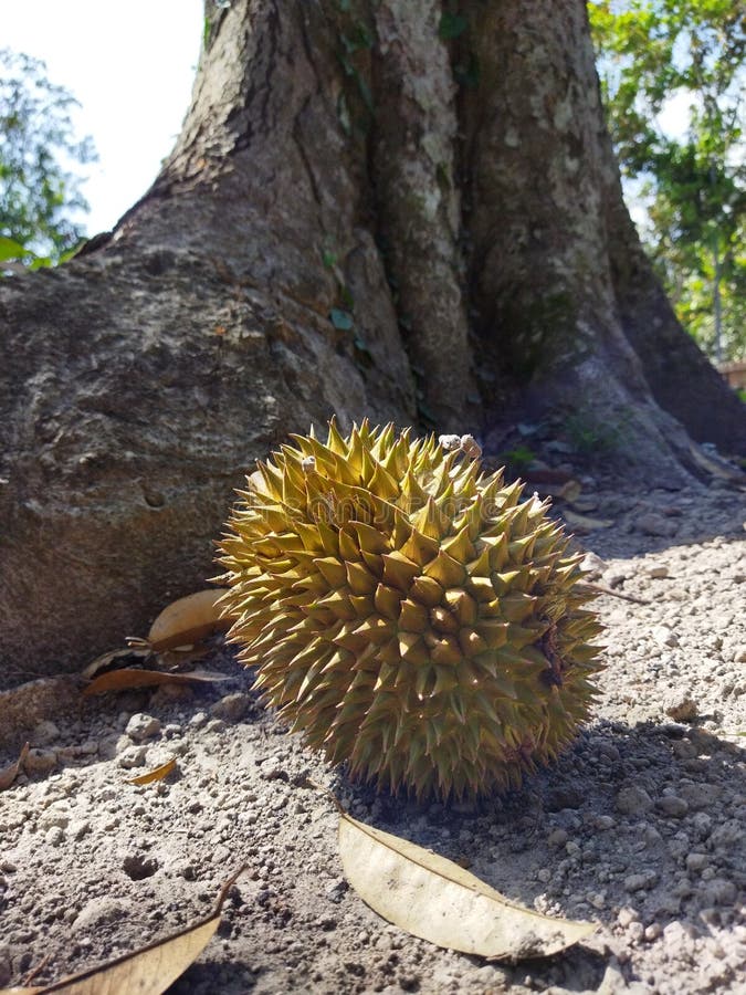 Ripe Durian Fruit Falling from the Tree Stock Photo - Image of tree ...