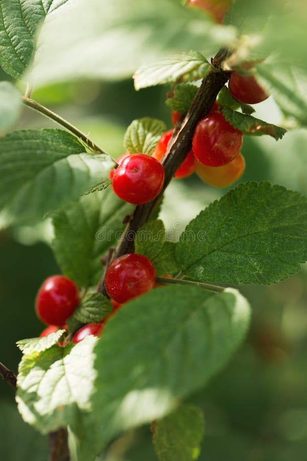 Ripe dwarf cherry berries stock image. Image of dwarf - 326945071