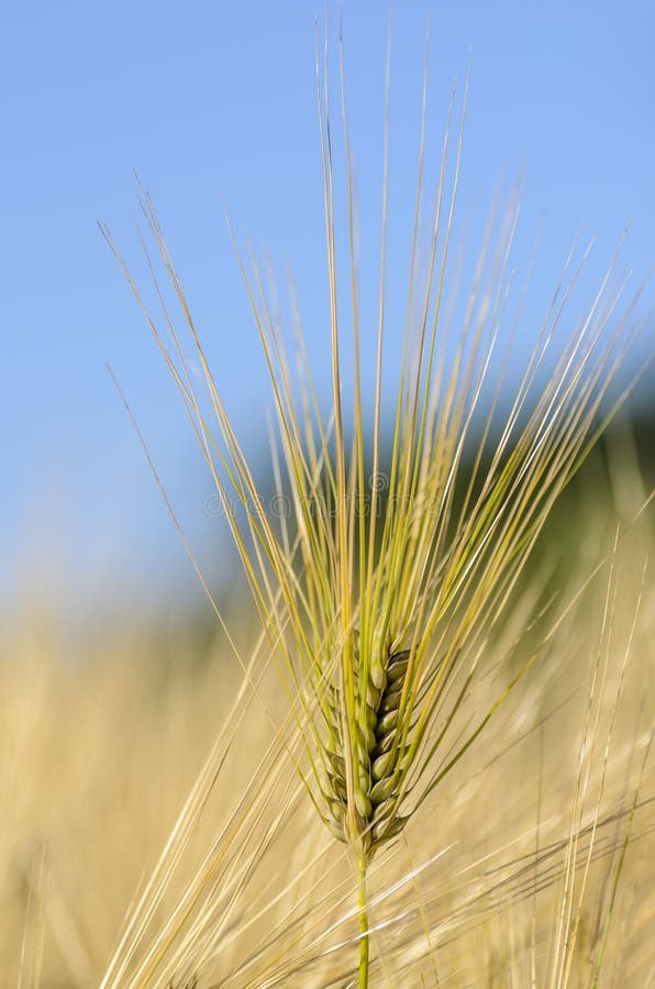 Ripe Ear of Barley with a Long Dense Awn Stock Photo - Image of corn ...