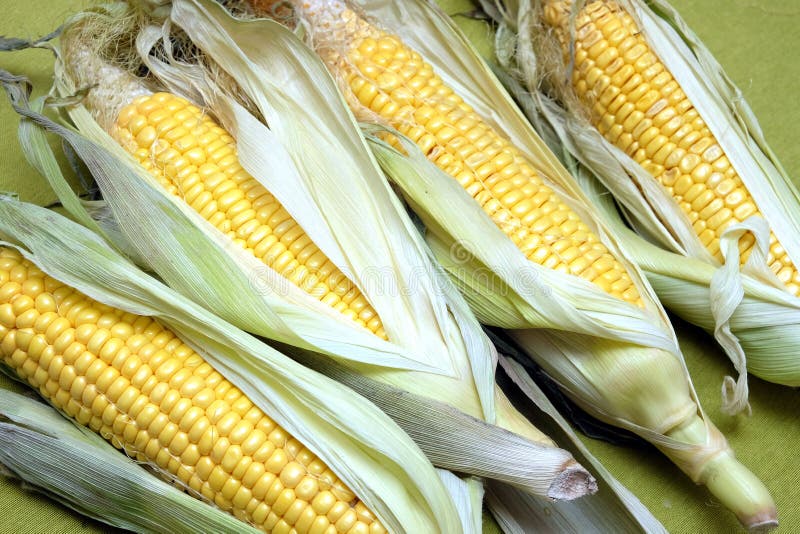 Ripe Ear of Corn on Green Closeup Stock Image - Image of diet, grains ...