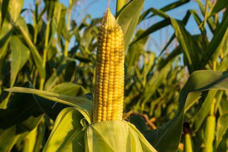 A Ripe Ear of Corn Grows in a Field at Sunset Stock Image - Image of ...