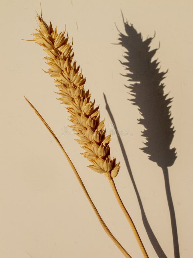 Ripe Ear of Corn with Shadow on Wall in Sunlight Stock Image - Image of ...