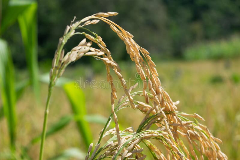 Natural Rice Ear, Home Agriculture Stock Photo - Image of harvest, rice ...