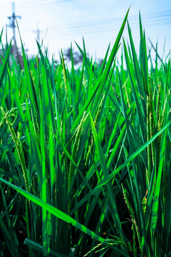 Ripe Ears of Rice. Rice Field Green Rice Stalks Stock Image - Image of ...