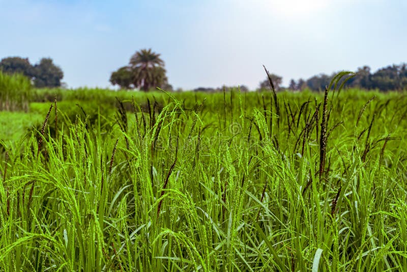Ripe Ears of Rice. Rice Field Green Rice Stalks Stock Photo - Image of ...