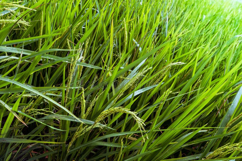 Ripe Ears of Rice. Rice Field Green Rice Stalks with Dew Drops Stock ...